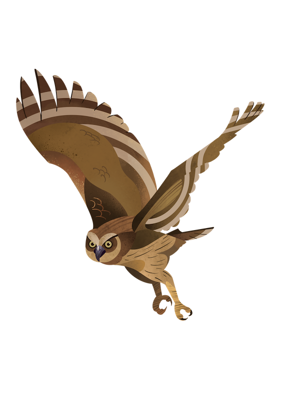 Jagat Satwa Nusantara Beluk Ketupa - Jagat Satwa Nusantara