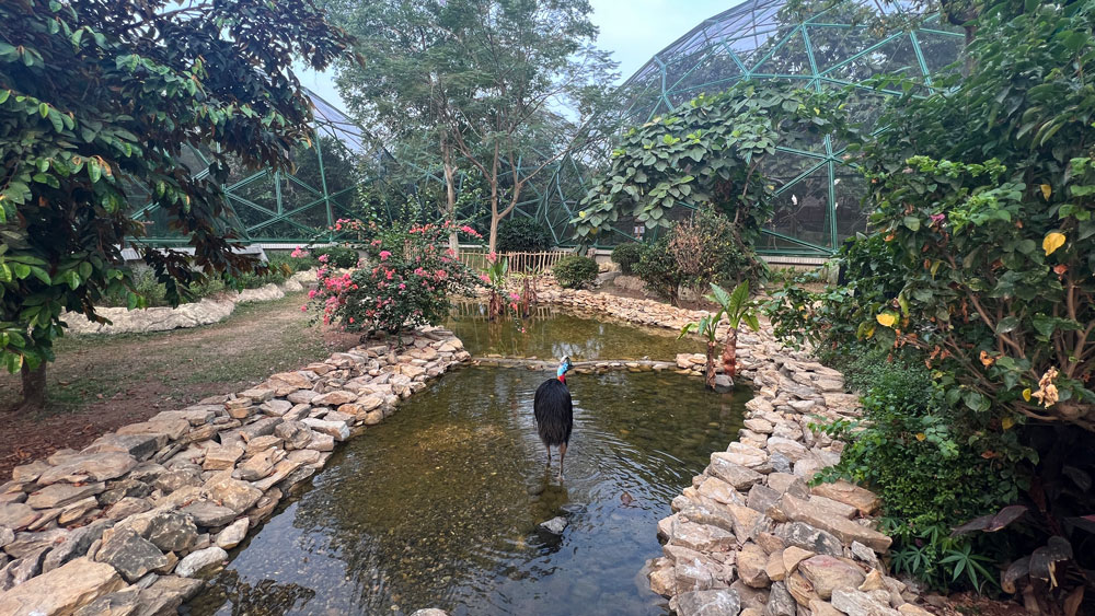 Jagat Satwa Nusantara Wallacea Sahul : Enclosure Kasuari - Jagat Satwa ...