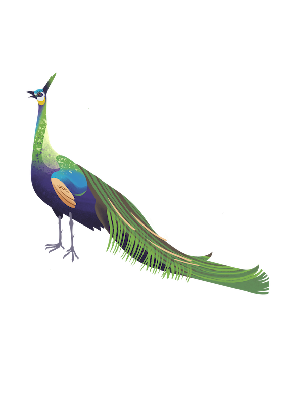 Jagat Satwa Nusantara Merak hijau - Jagat Satwa Nusantara