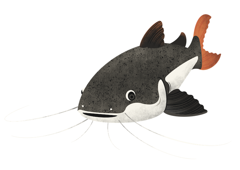 Jagat Satwa Nusantara Redtail Catfish - Jagat Satwa Nusantara