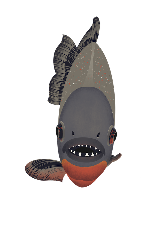 Jagat Satwa Nusantara Piranha Perut Merah - Jagat Satwa Nusantara