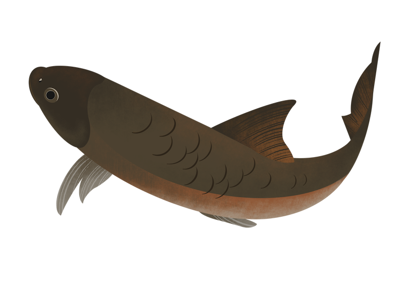 Jagat Satwa Nusantara Kancra /Ikan Dewa - Jagat Satwa Nusantara