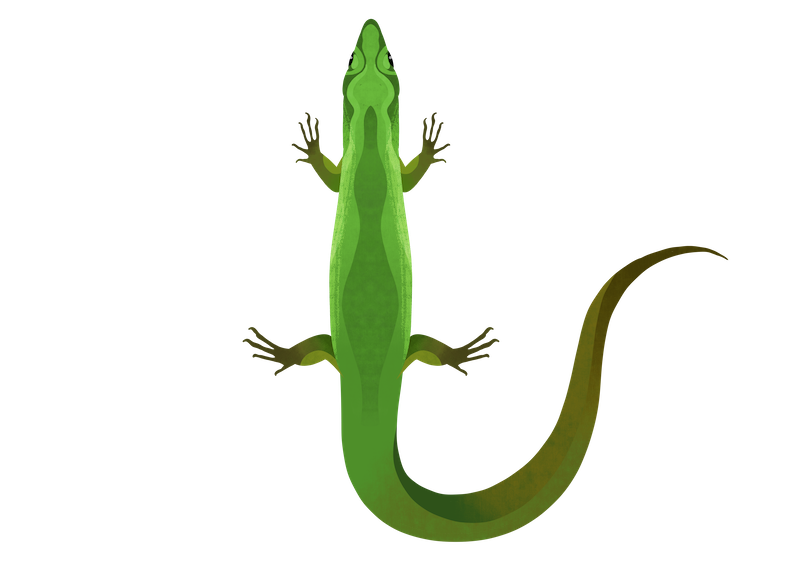 Jagat Satwa Nusantara Kadal Pohon Hijau Sulawesi - Jagat Satwa Nusantara