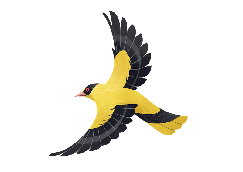 Jagat Satwa Nusantara Kepodang kuduk hitam - Jagat Satwa Nusantara