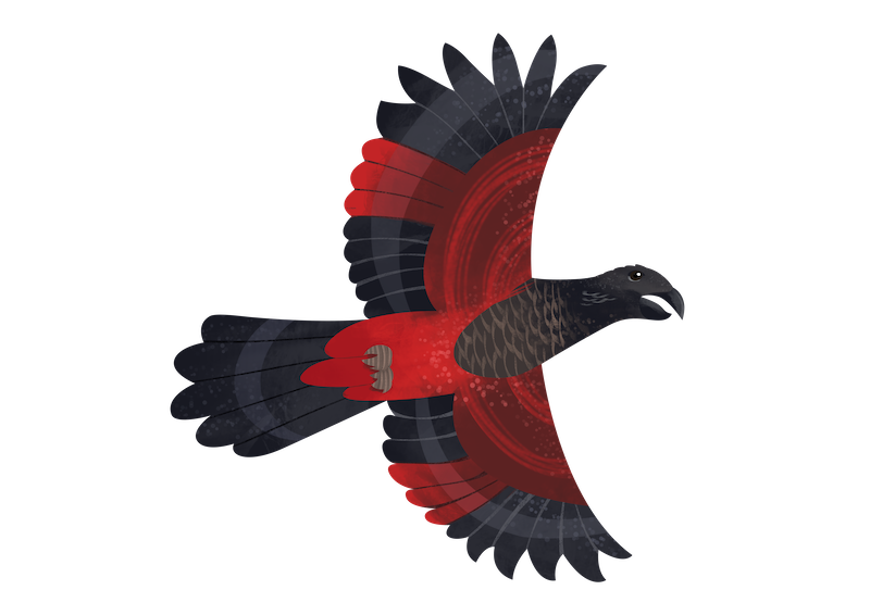 Jagat Satwa Nusantara Kasturi raja - Jagat Satwa Nusantara