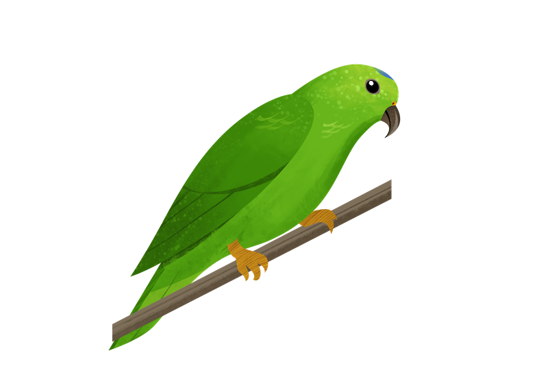 Jagat Satwa Nusantara Serindit melayu - Jagat Satwa Nusantara