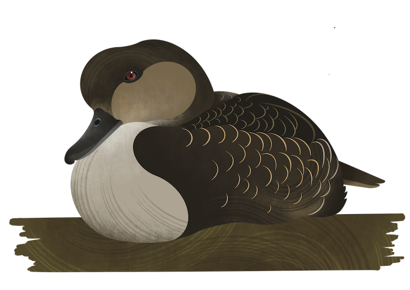 Jagat Satwa Nusantara Itik benjut - Jagat Satwa Nusantara