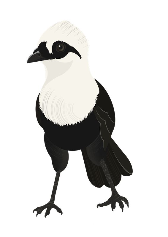 Jagat Satwa Nusantara Poksai sumatra - Jagat Satwa Nusantara