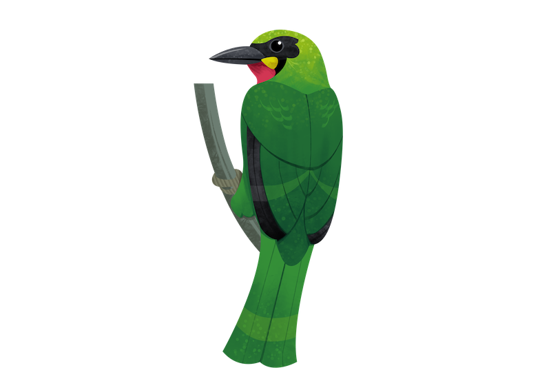 Jagat Satwa Nusantara Takur tulung tumpuk - Jagat Satwa Nusantara