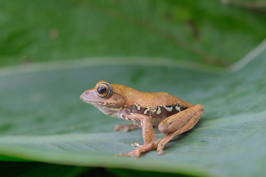 Jagat Satwa Nusantara Katak Terbang Sulawesi - Jagat Satwa Nusantara
