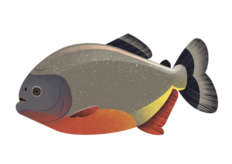 Jagat Satwa Nusantara Piranha Perut Merah - Jagat Satwa Nusantara