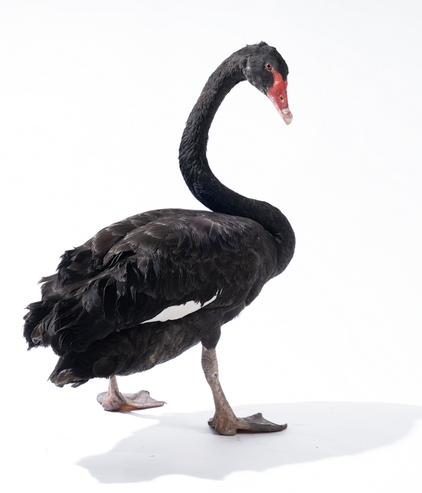 Jagat Satwa Nusantara Soang Hitam - Jagat Satwa Nusantara