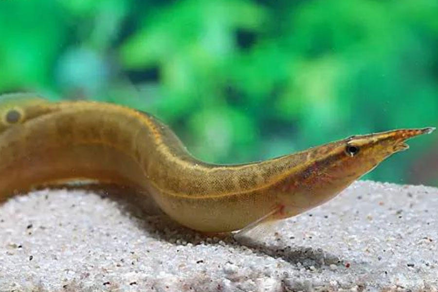 Jagat Satwa Nusantara Sili Batik - Jagat Satwa Nusantara