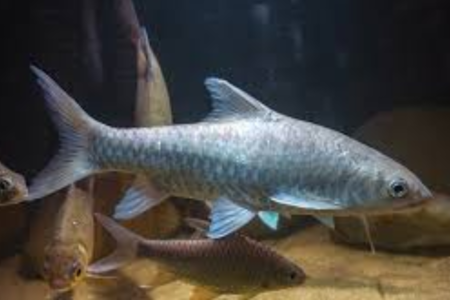 Jagat Satwa Nusantara Garing - Jagat Satwa Nusantara