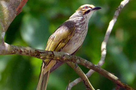 Jagat Satwa Nusantara Cucak Rawa - Jagat Satwa Nusantara