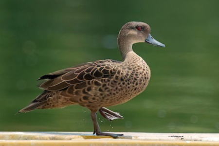 Jagat Satwa Nusantara Itik Benjut - Jagat Satwa Nusantara