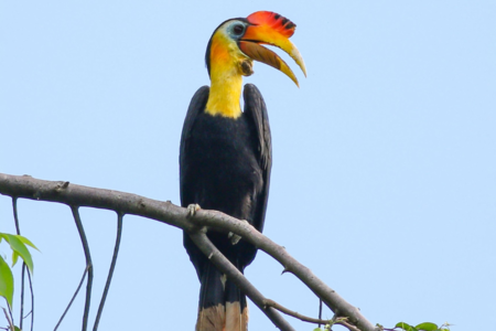 Jagat Satwa Nusantara Julang Jambul Hitam - Jagat Satwa Nusantara