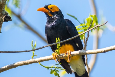 Jagat Satwa Nusantara Mino Muka Kuning - Jagat Satwa Nusantara