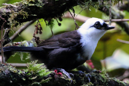 Jagat Satwa Nusantara Poksai Sumatra - Jagat Satwa Nusantara