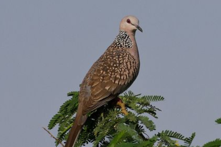 Jagat Satwa Nusantara Tekukur Biasa - Jagat Satwa Nusantara