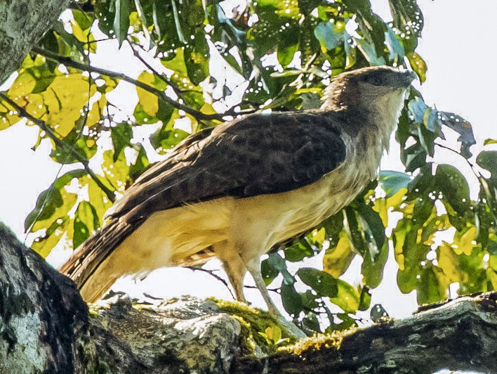 Jagat Satwa Nusantara Rajawali Papua - Jagat Satwa Nusantara