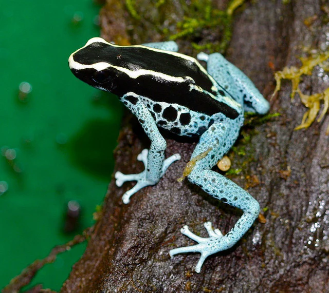 Jagat Satwa Nusantara Katak Panah Beracun 'Powder Blue' - Jagat Satwa ...