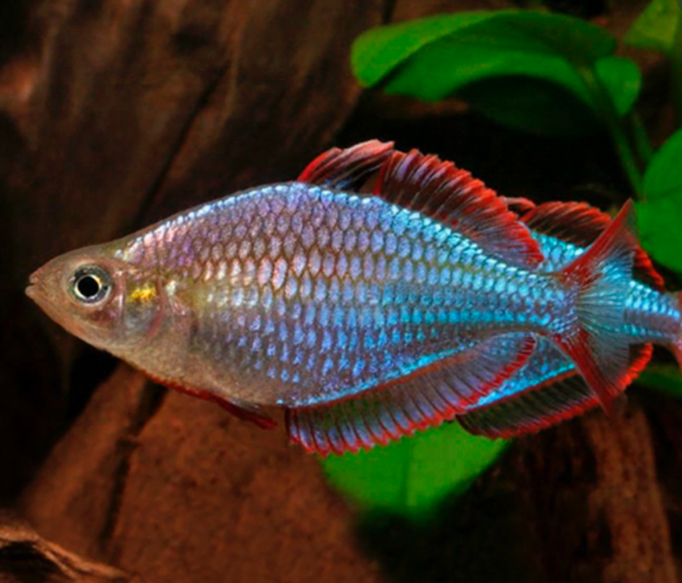 Jagat Satwa Nusantara Pelangi Mungil Rainbow Preacox - Jagat Satwa ...