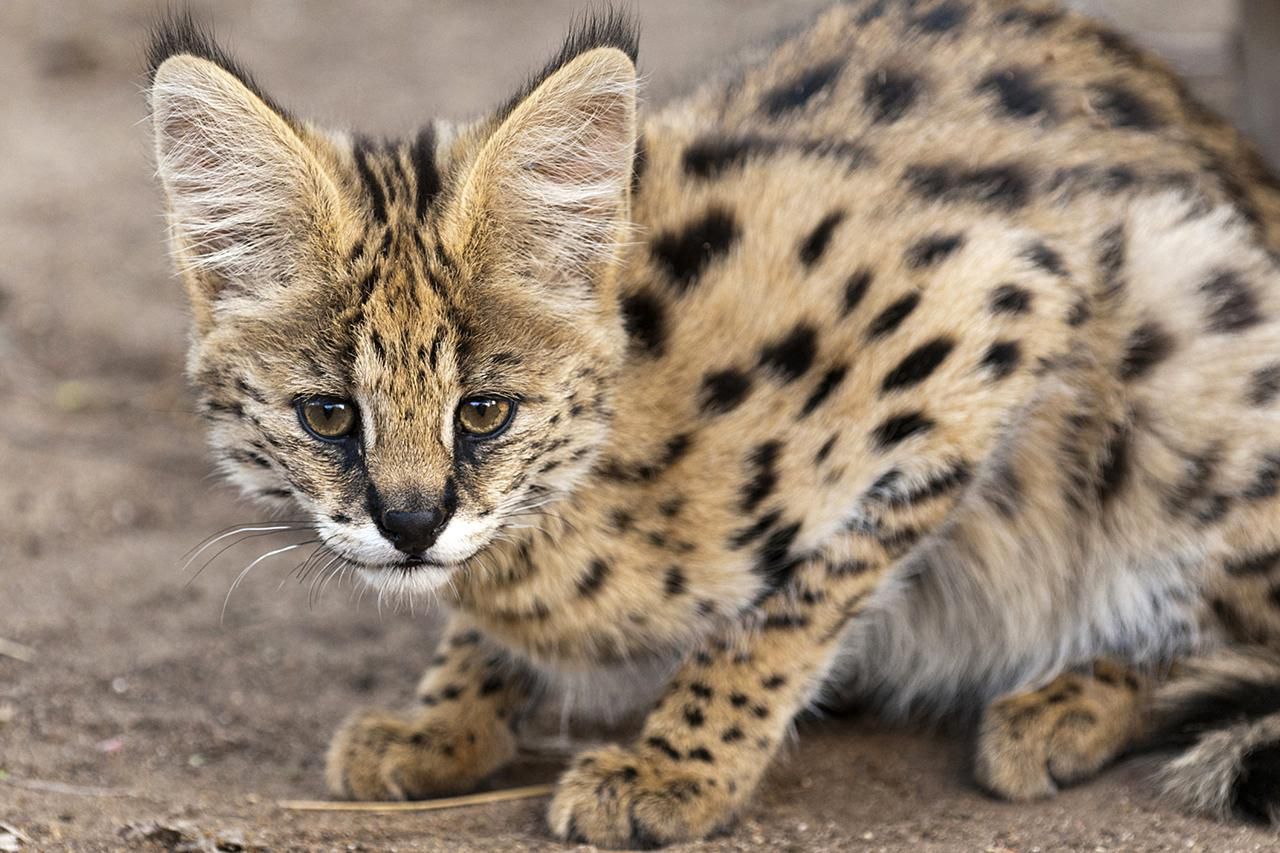 Jagat Satwa Nusantara Kucing Serval - Jagat Satwa Nusantara