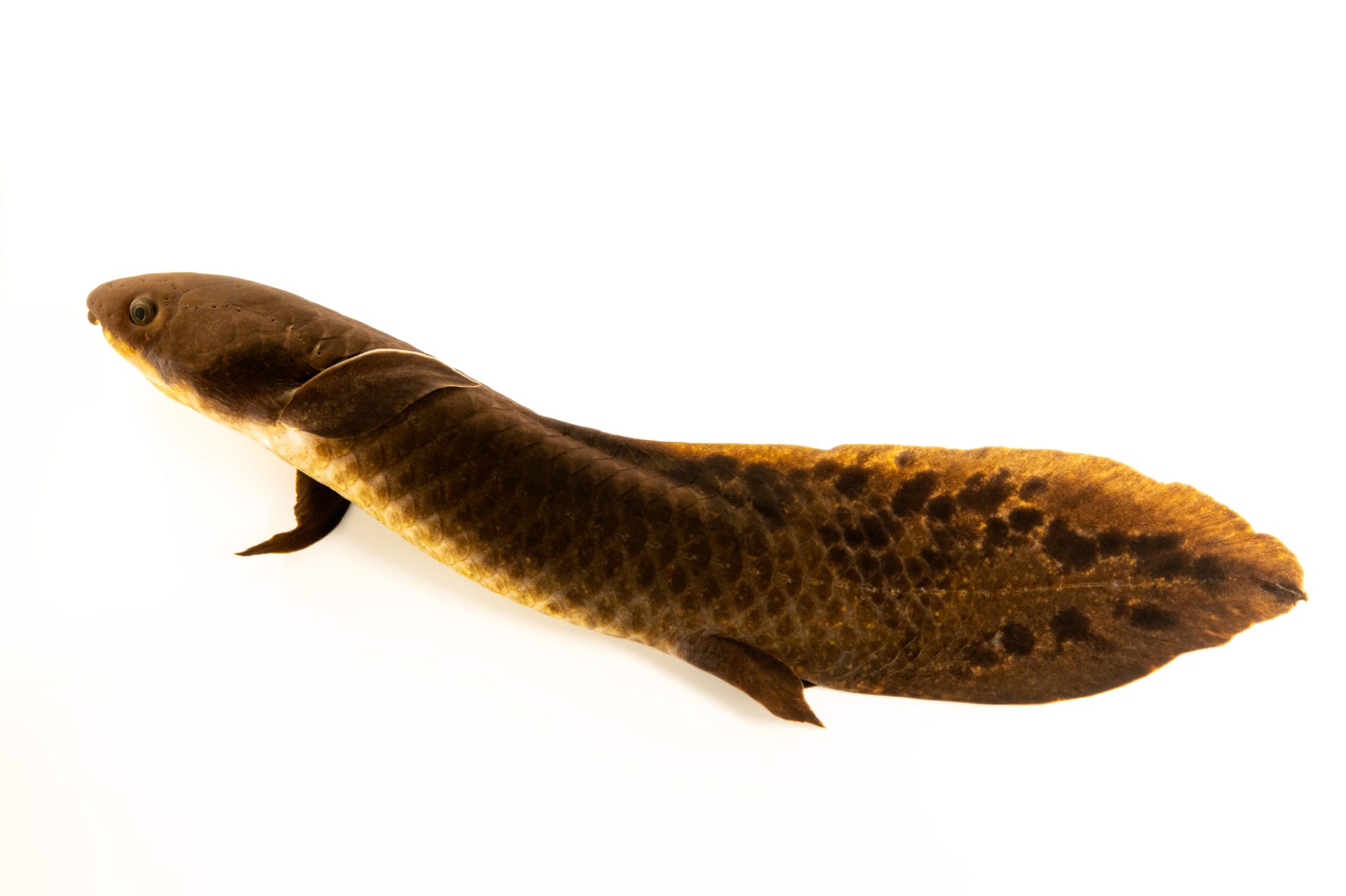 Jagat Satwa Nusantara Ikan Paru-paru Australia - Jagat Satwa Nusantara