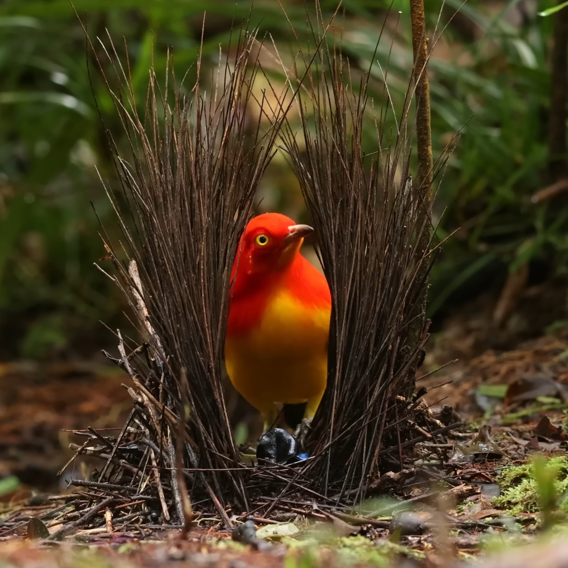 Jagat Satwa Nusantara Namdur Api - Jagat Satwa Nusantara