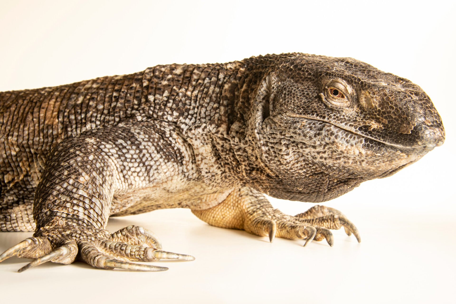Jagat Satwa Nusantara Biawak Batu Hitam - Jagat Satwa Nusantara