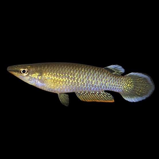 Jagat Satwa Nusantara Ikan Kepala Timah - Jagat Satwa Nusantara