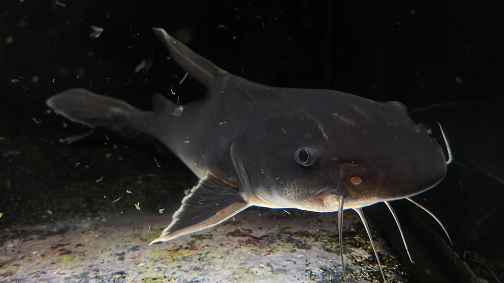 Jagat Satwa Nusantara Ikan Duri Berlapis Baja - Jagat Satwa Nusantara