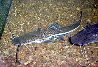 Jagat Satwa Nusantara Firewood catfish - Jagat Satwa Nusantara