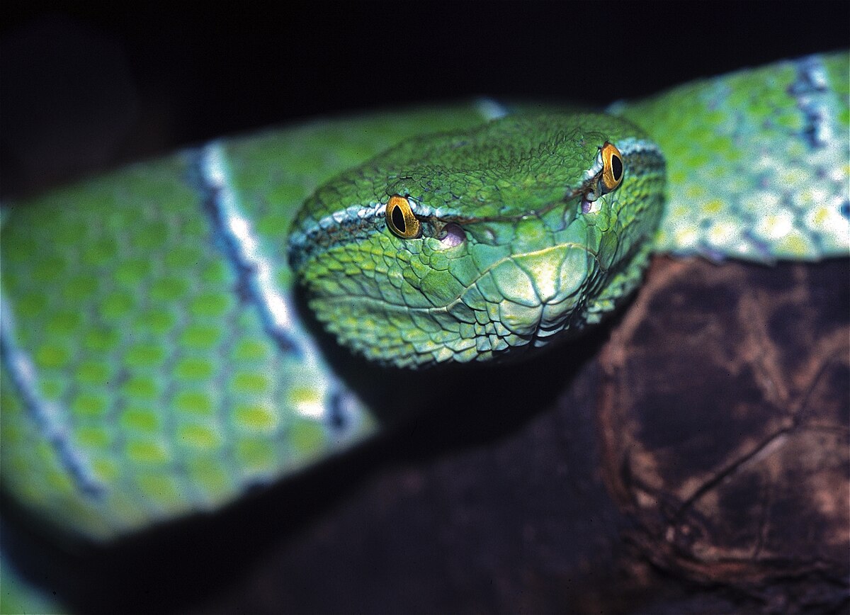 Jagat Satwa Nusantara Ular Viper Hijau Berduri Bornean - Jagat Satwa ...
